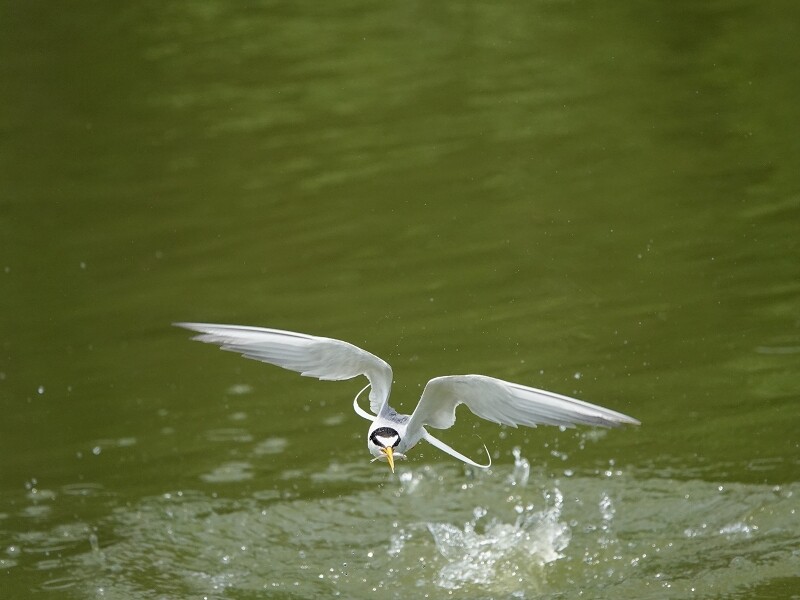 2020年06月 : お城と淀川の鳥撮り記