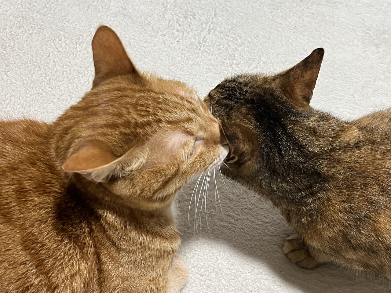 ameちゃんも元気ですよ〜 : やさしい時間と、ねこ暮らし Powered by ライブドアブログ