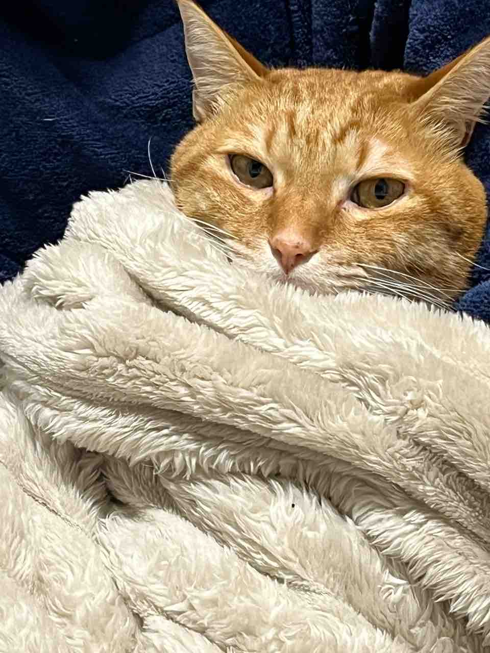 大好きなおねぇしゃんが帰って来た : やさしい時間と、ねこ暮らし Powered by ライブドアブログ