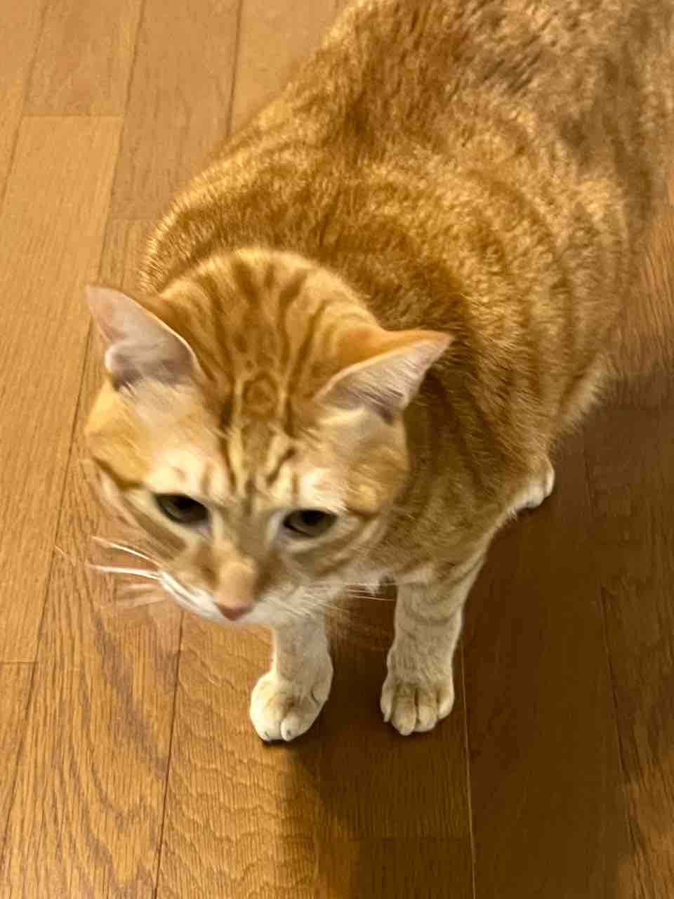 いつも一緒のameちゃん、おかぁしゃん独占中 : やさしい時間と、ねこ暮らし Powered by ライブドアブログ