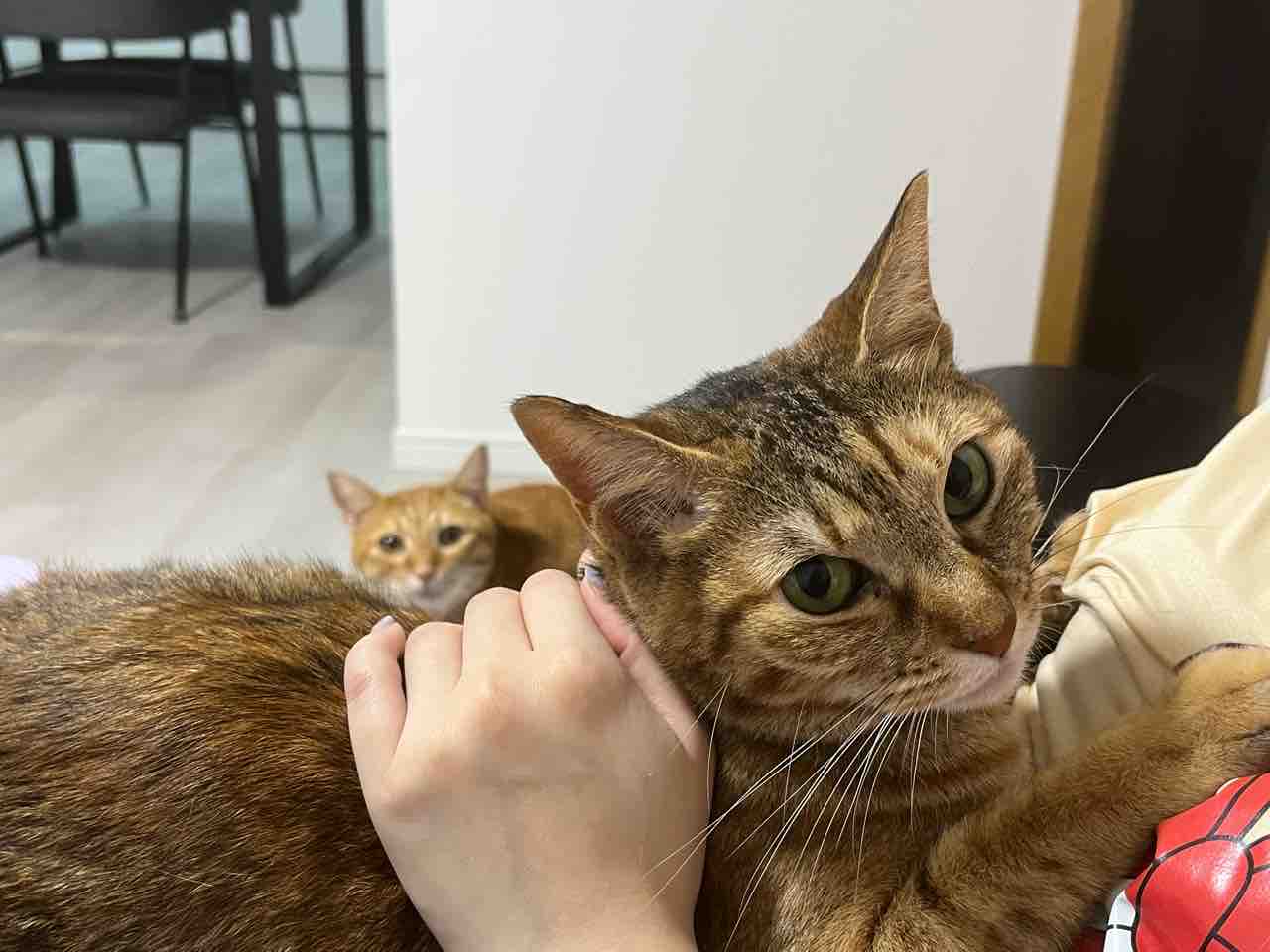 おねぇしゃんは、ameのもの : やさしい時間と、ねこ暮らし Powered by ライブドアブログ