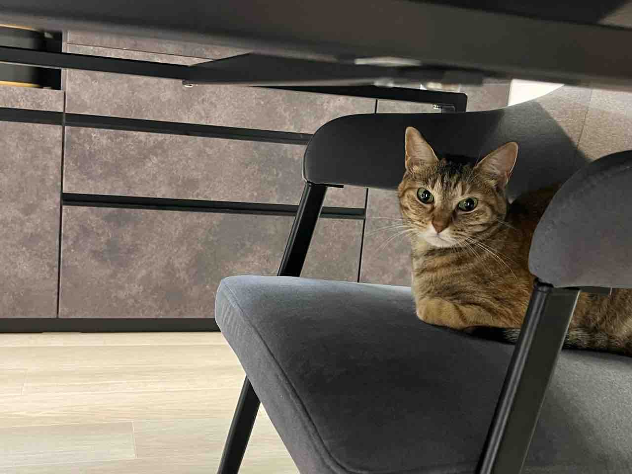 おかぁしゃんの座る場所がありません : やさしい時間と、ねこ暮らし Powered by ライブドアブログ