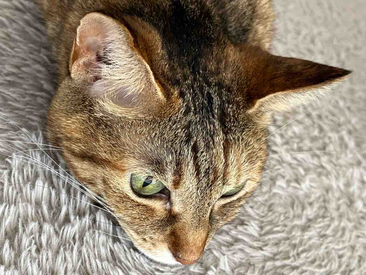 トイレの出待ちをされるおかぁしゃん : やさしい時間と、ねこ暮らし Powered by ライブドアブログ