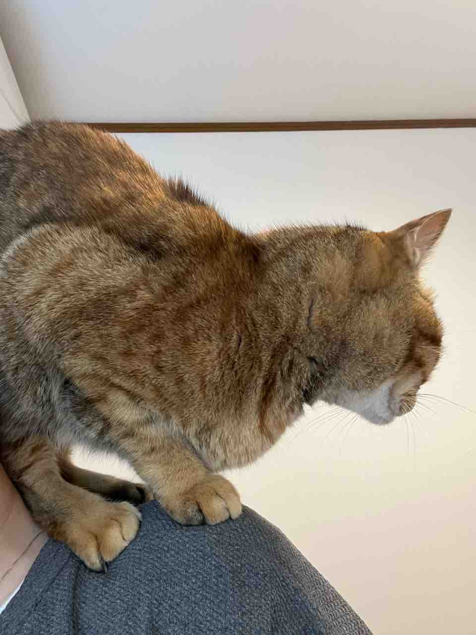 いつも一緒のameちゃん、おかぁしゃん独占中 : やさしい時間と、ねこ暮らし Powered by ライブドアブログ
