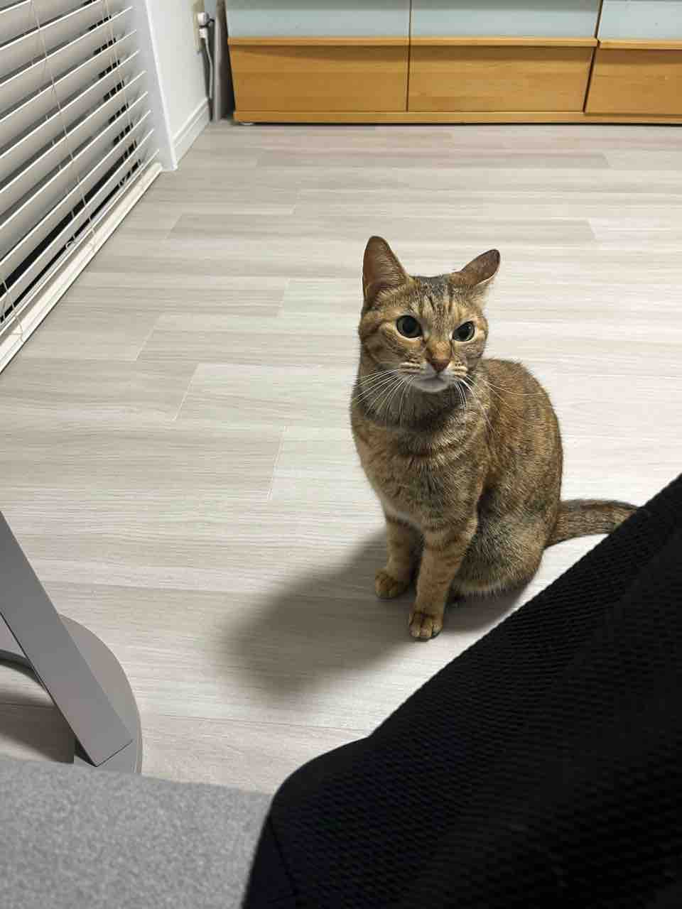 ameちゃんの甘えっ子タイム : やさしい時間と、ねこ暮らし Powered by ライブドアブログ
