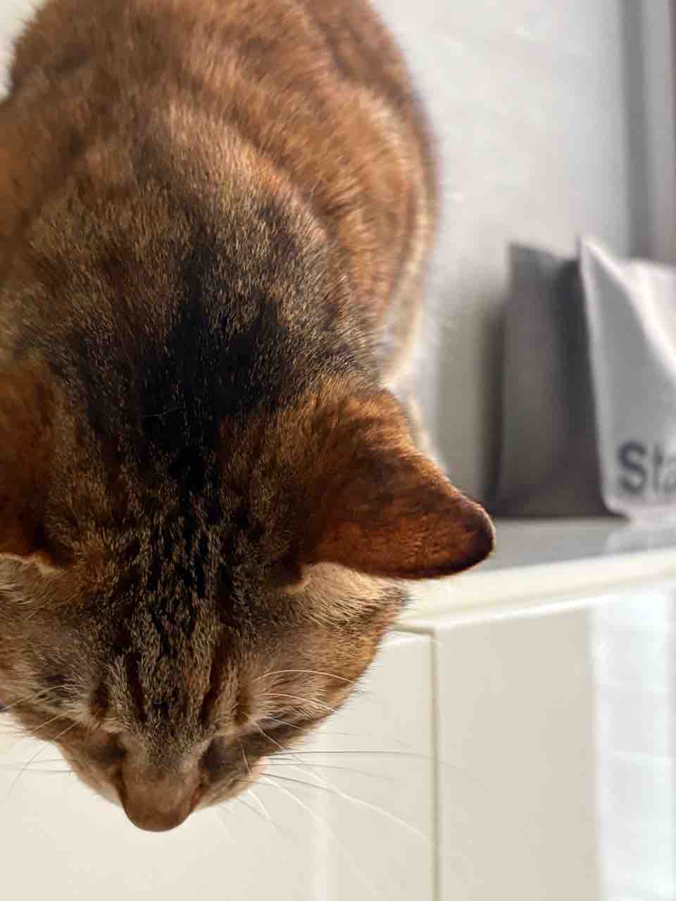 ameちゃんも元気です！ : やさしい時間と、ねこ暮らし Powered by ライブドアブログ