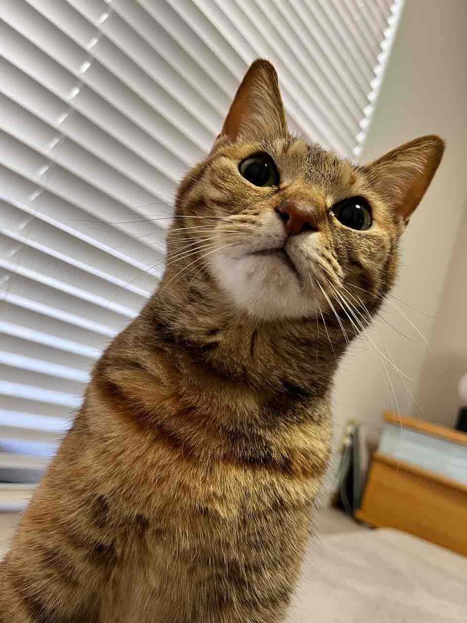 ameちゃんが！ameちゃんが！階段から落ちたーーーーー！ : やさしい時間と、ねこ暮らし Powered by ライブドアブログ