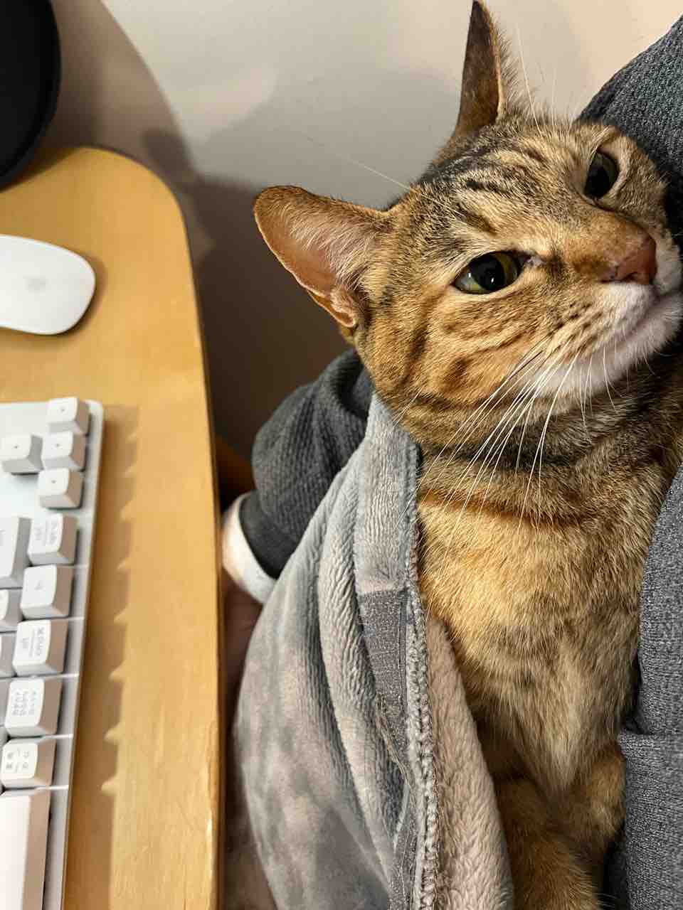 いつも一緒のameちゃん、おかぁしゃん独占中 : やさしい時間と、ねこ暮らし Powered by ライブドアブログ