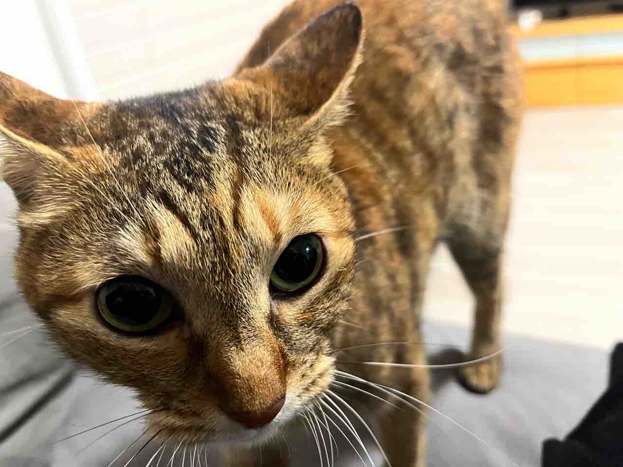 ameちゃんの甘えっ子タイム : やさしい時間と、ねこ暮らし Powered by ライブドアブログ