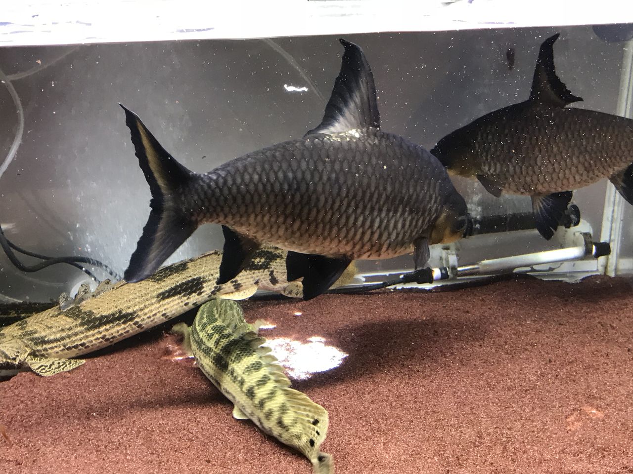S。の独り言 (Aicent Dragon別室ブログ) : シルバーシャーク永眠2