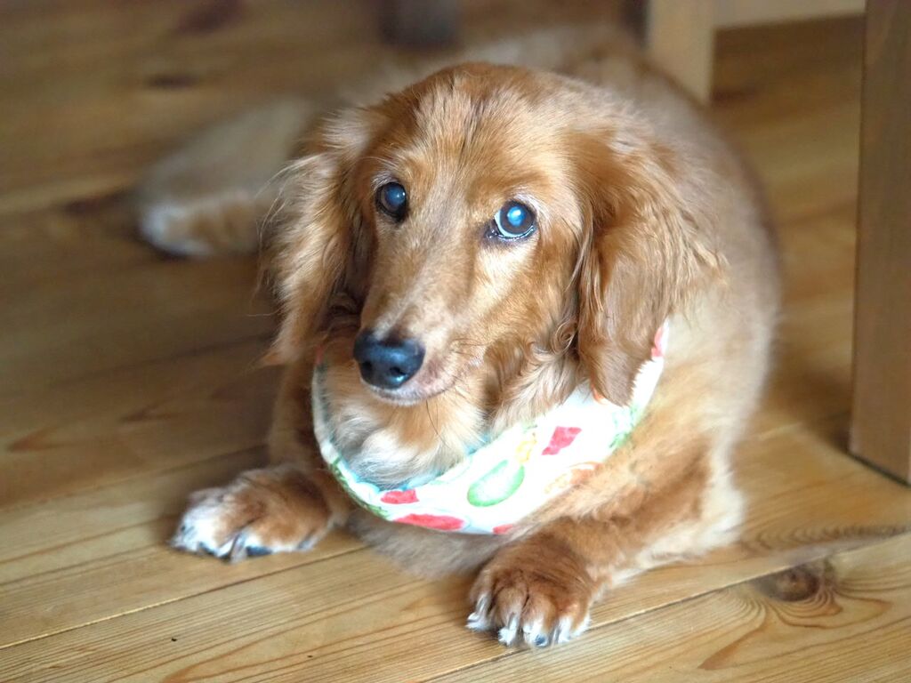 2024年09月12日 : 花とワンコな日々