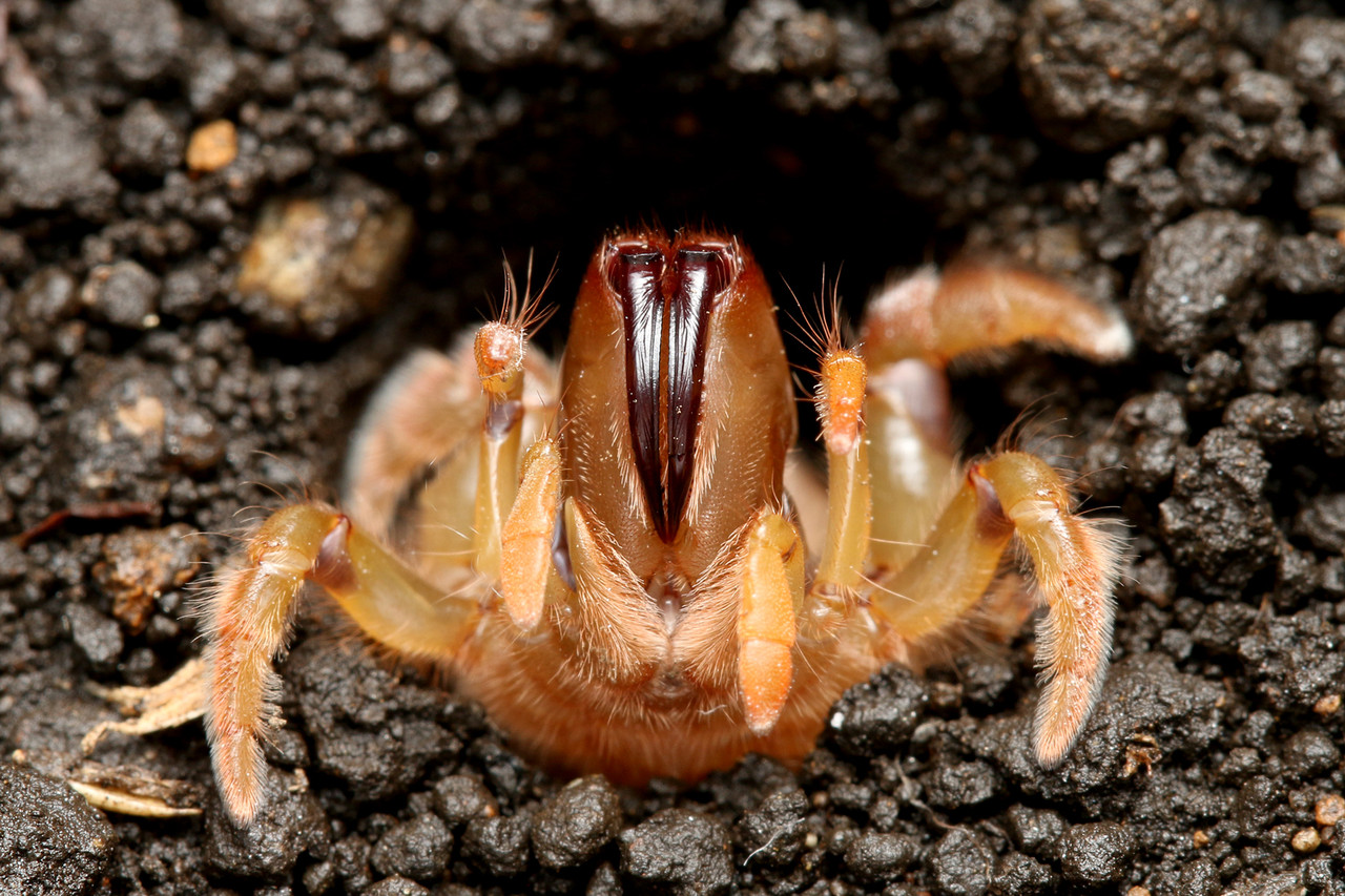 ありんこ日記 AntRoom:久々に姿を見たワスレナグモ