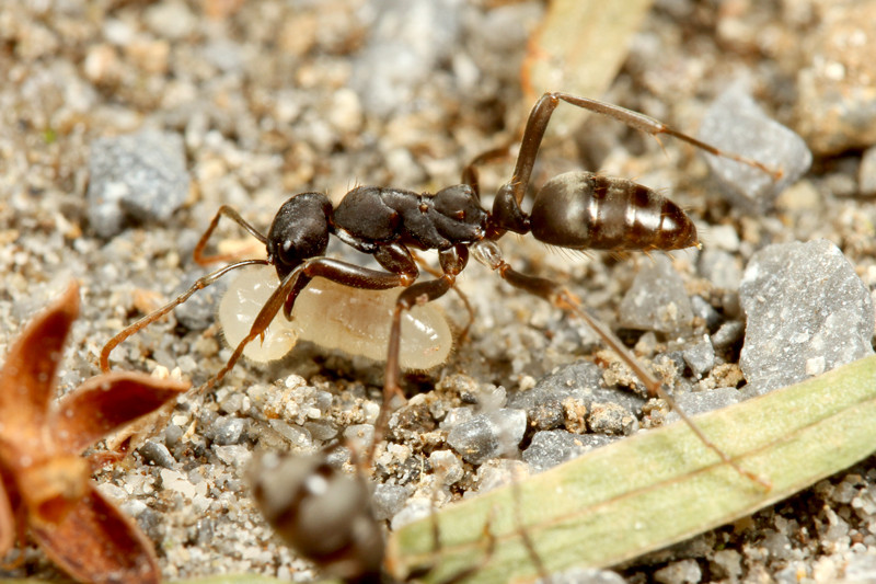 ありんこ日記 AntRoom:サムライアリの奴隷狩り