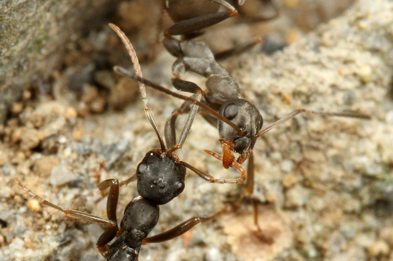 ありんこ日記 AntRoom:サムライアリの奴隷狩り