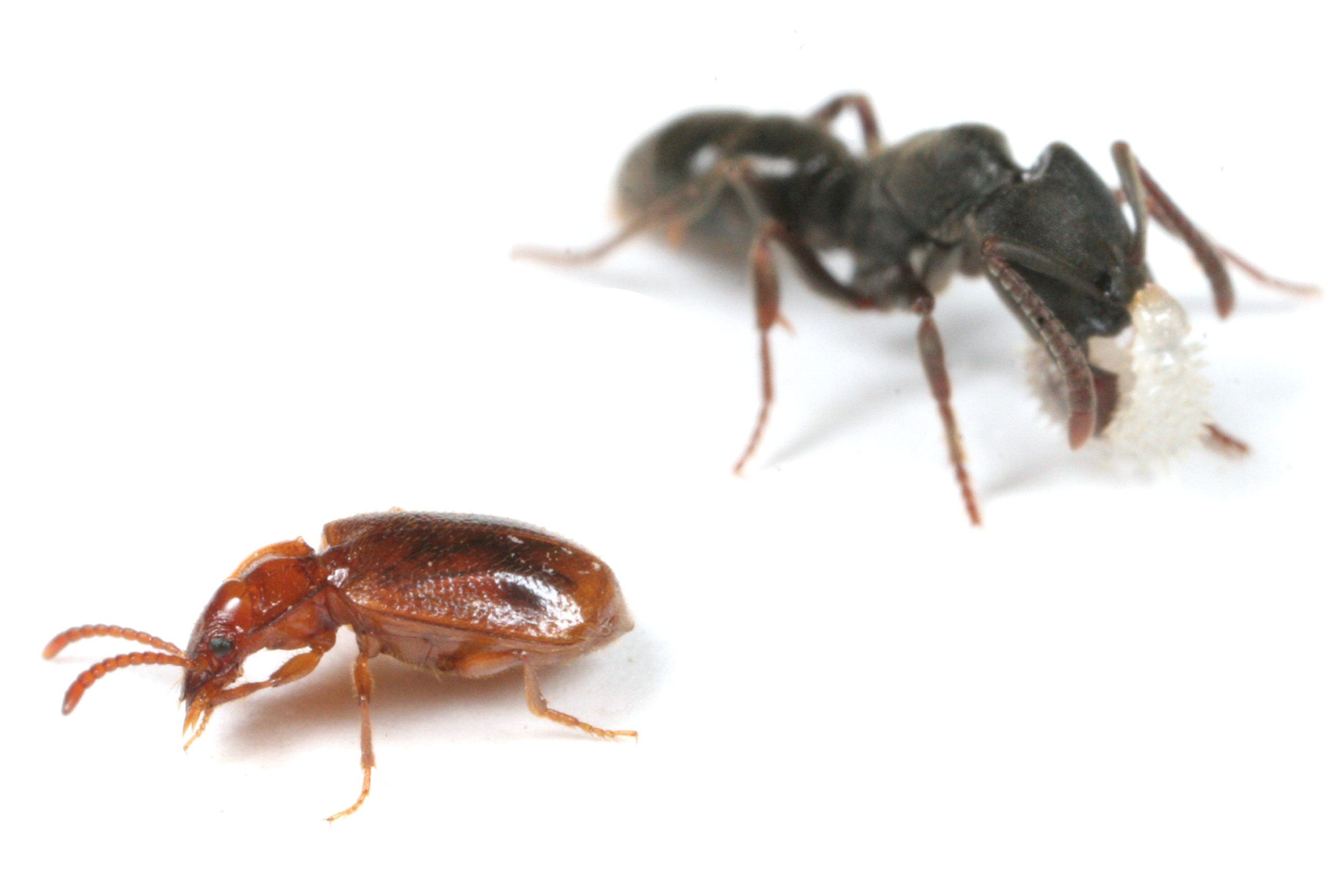 ありんこ日記 AntRoom:珍！オオエグリゴミムシ