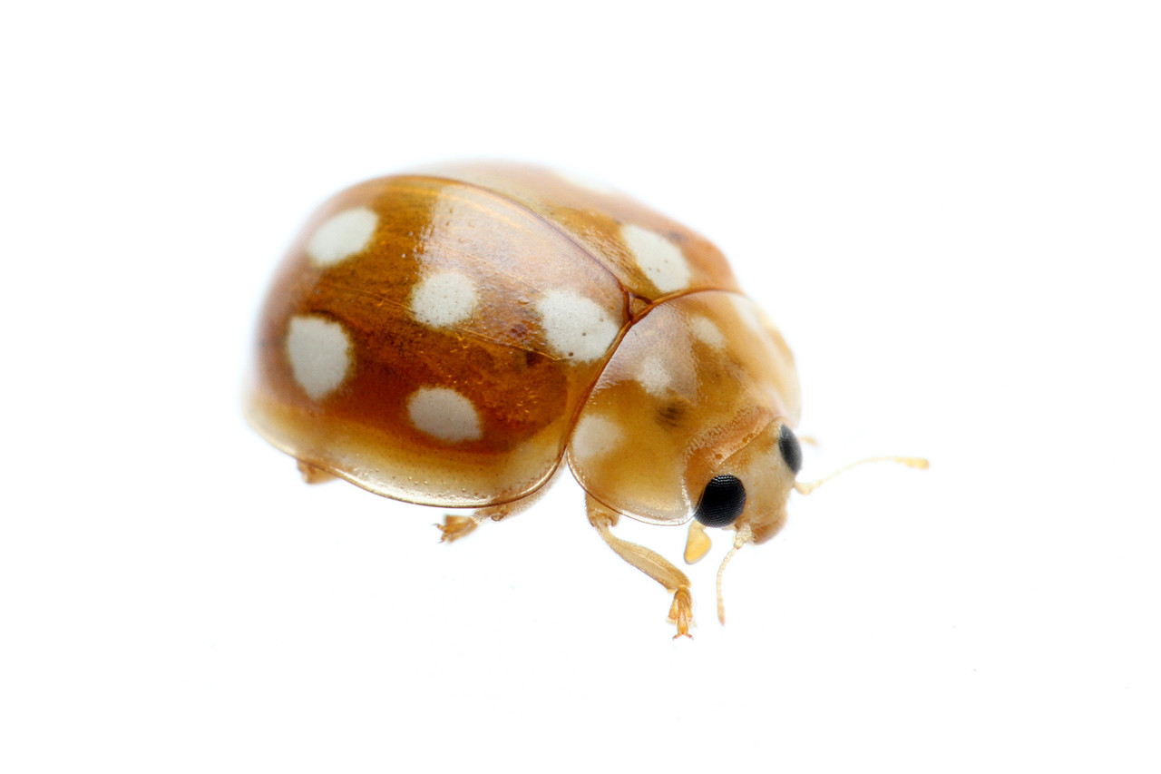 ありんこ日記 AntRoom:カイガラムシを襲うテントウムシ