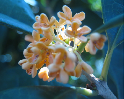 壊れた満腹中枢 : 鬼娘の桑楡日記