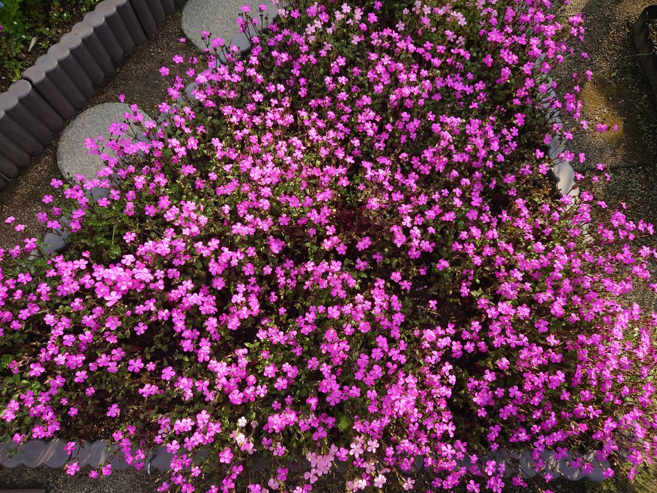 葵みずなの小部屋 : 今日も体調不良でした