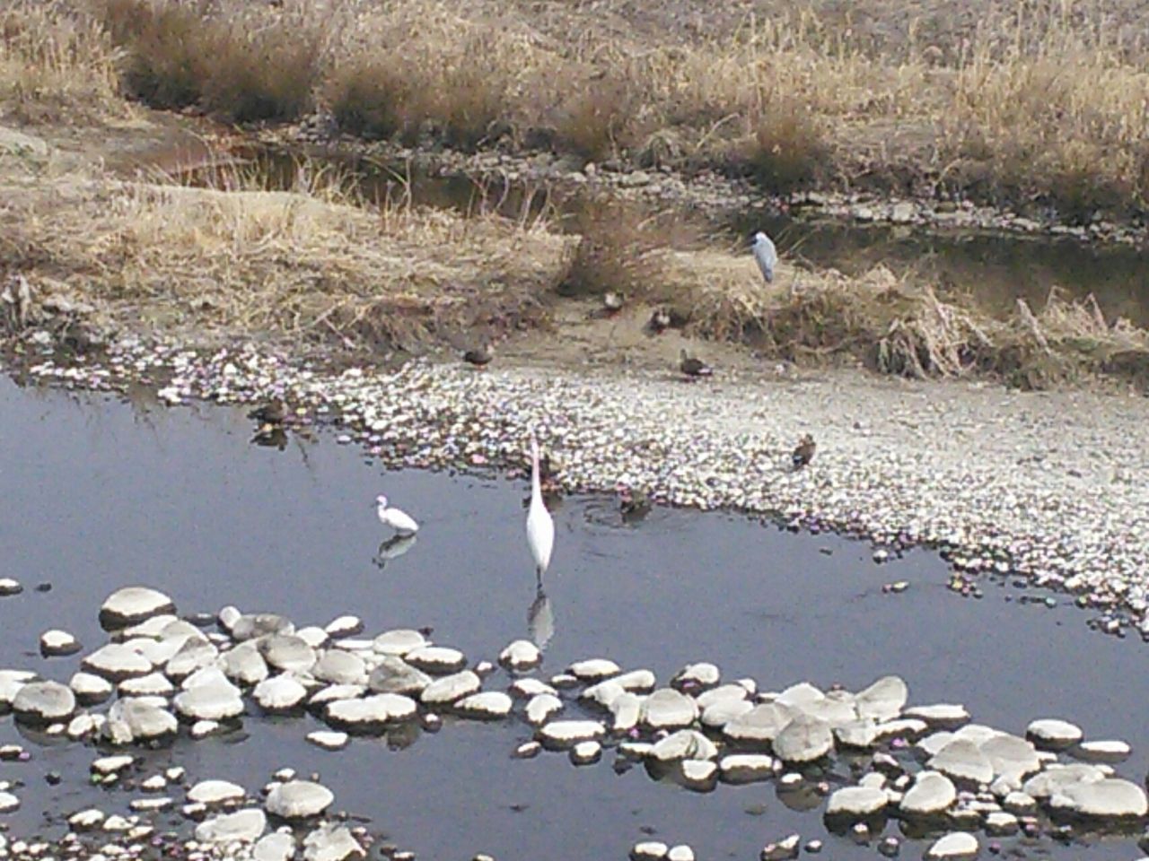 可児川 Kani River : Aoyama Runma Blog 青山 走馬 ブログ