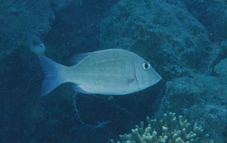 マナ島の海水魚図鑑 081 ハマフエフキ : 🐠AQUA TREK MANA 公式ブログ🐠