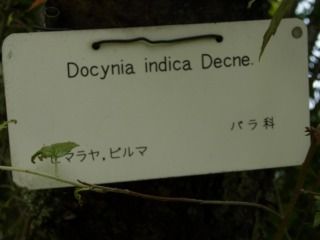 異形葉発現 「Docynia india」 : 好奇心の植物観察