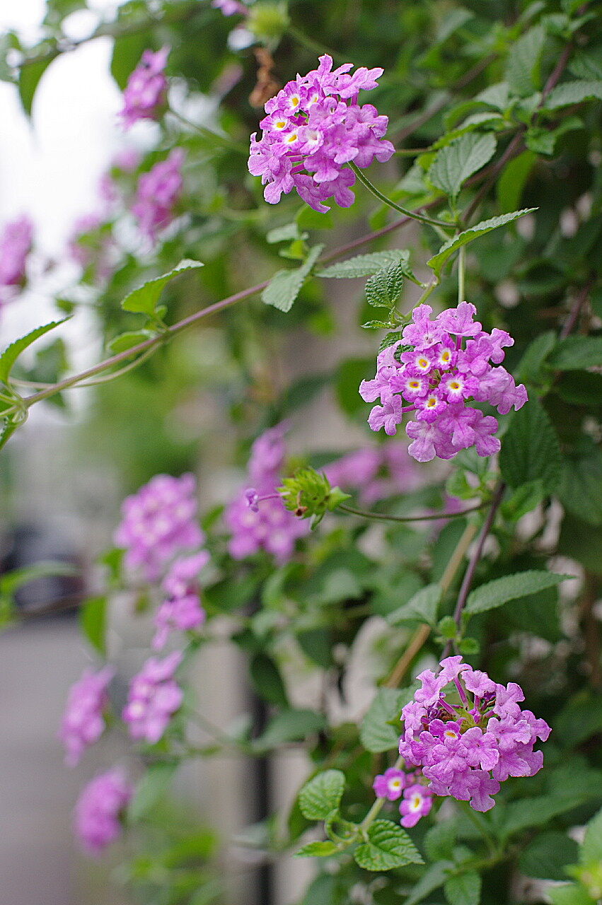 カサブランカ 近所の花々 7/5(日) : atakek2のblog