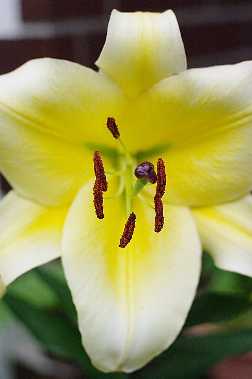 カサブランカ 近所の花々 7/5(日) : atakek2のblog