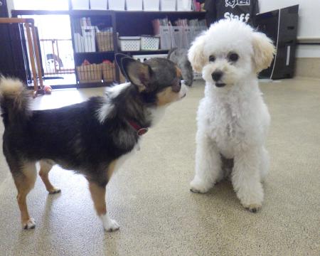 遊びの時間🐝💭 : 犬の幼稚園 アットホームblog