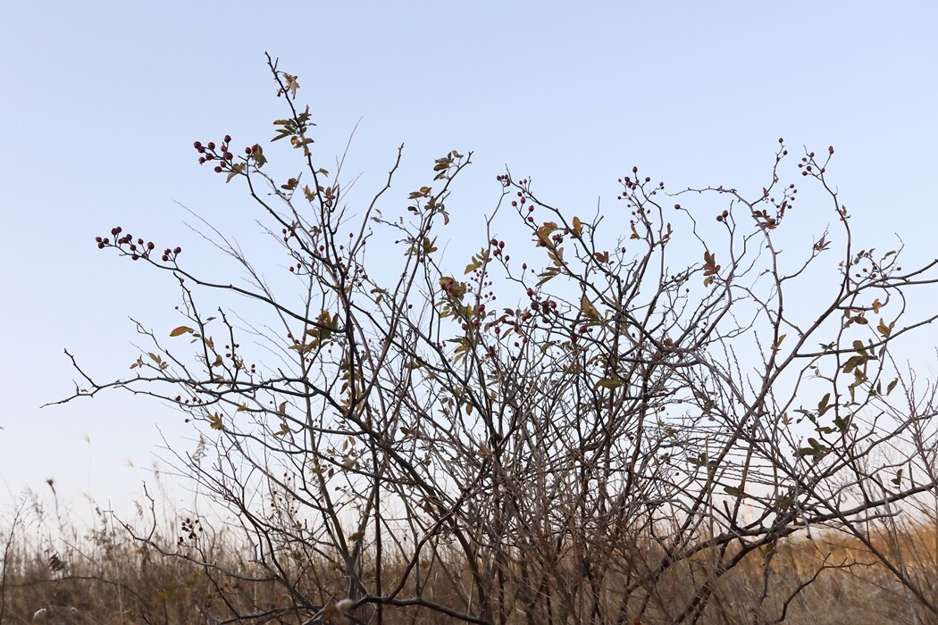 ノイバラも美しい : 野の花礼賛