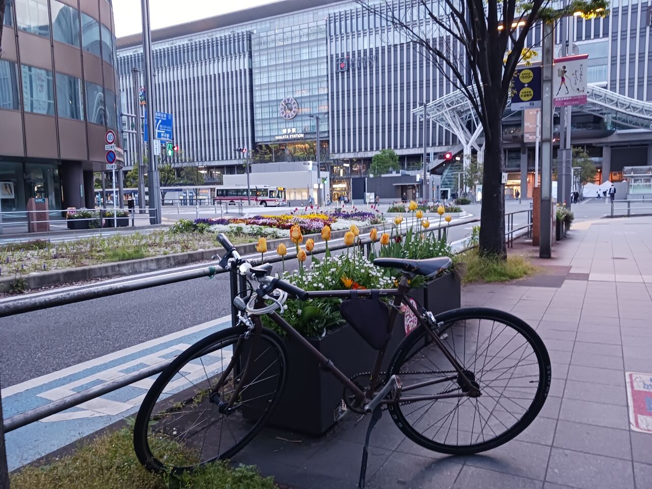 チューリップ（福博花しるべ） : 風に吹かれて