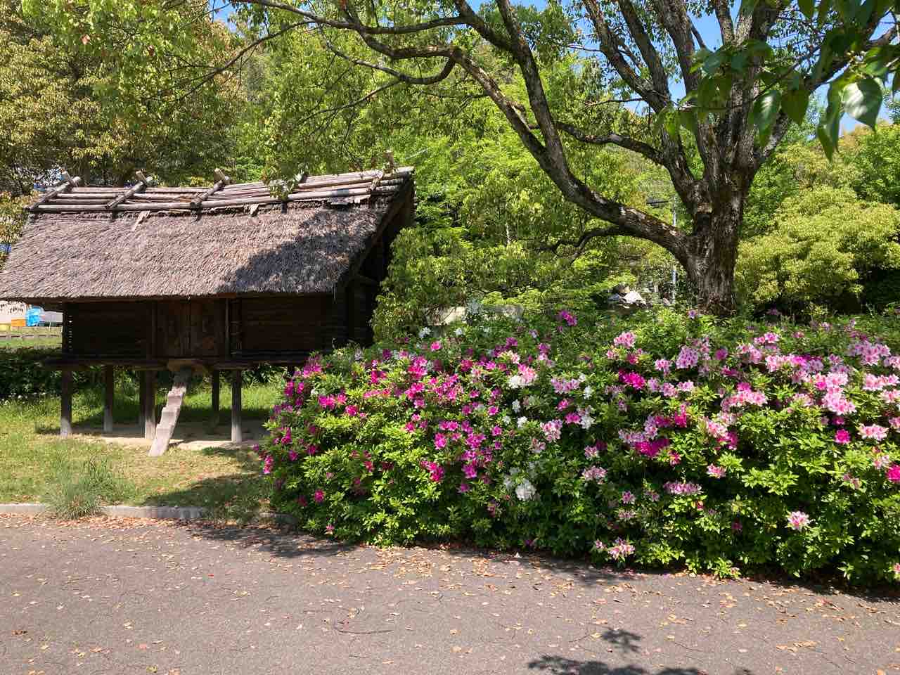 2025年04月 : さしもも日記☆坂の上の雲の松山市から