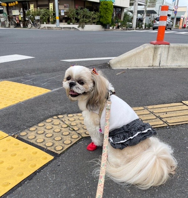 骨折してから今日で一週間 : シーズー犬あゆみらなのさっ！