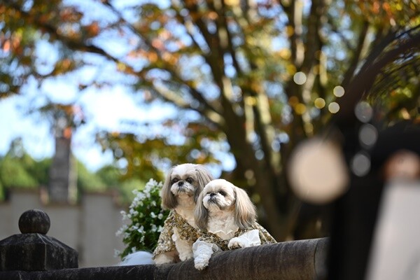 プライベート撮影に行って来ました : シーズー犬あゆみらなのさっ！