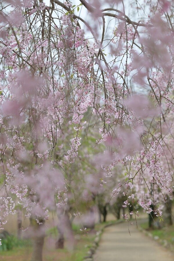 見ごろは過ぎちゃったけど枝垂れ桜 : シーズー犬あゆみらなのさっ！