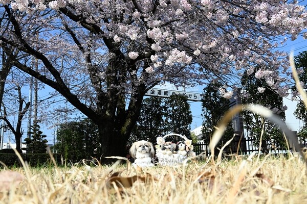 2022桜、第二弾と突然の弔問客！ : シーズー犬あゆみらなのさっ！