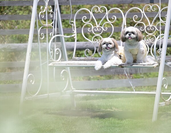 親が楽しいと子供も楽しいと思う : シーズー犬あゆみらなのさっ！