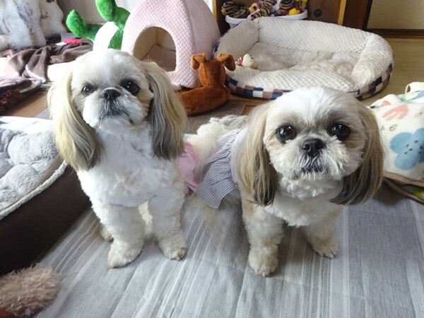 喜んだり心配したり・・・ : シーズー犬あゆみらなのさっ！