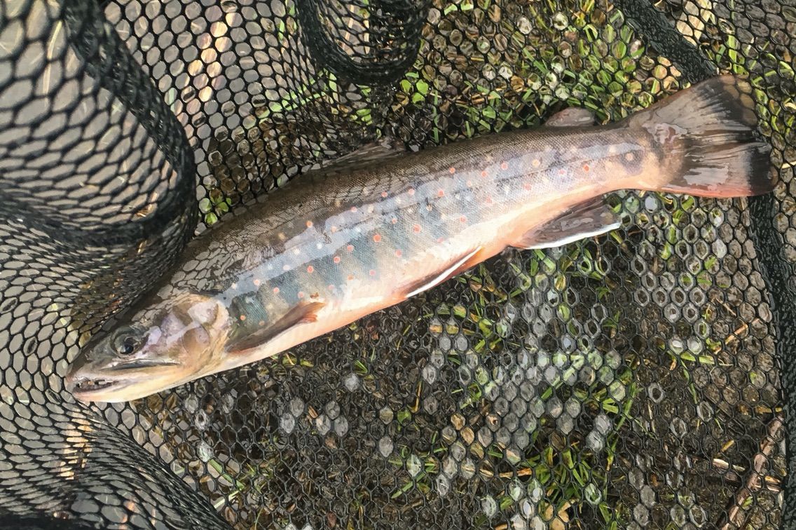 2018年05月04日 : Lure Fishing in Hokkaido