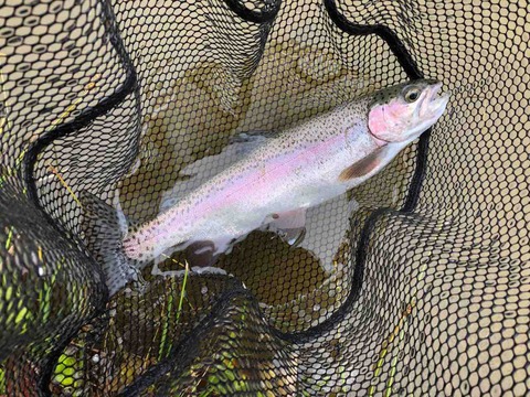 初フライフィッシング : Lure Fishing in Hokkaido