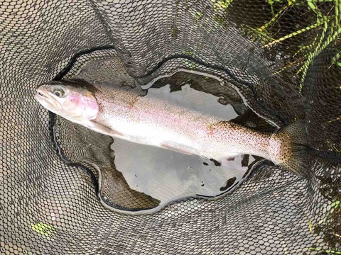 フライ練習 元フィッシングエリア ドローム : Lure Fishing in Hokkaido