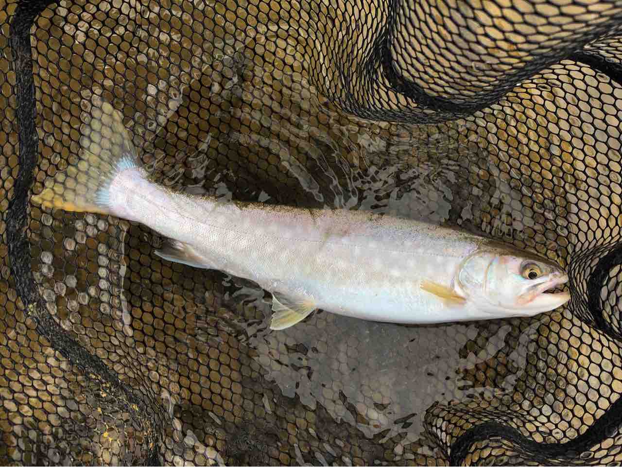 朱鞠内湖 : Lure Fishing in Hokkaido