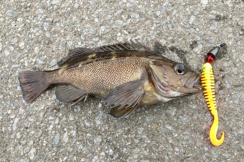 ワーム初釣果 : Lure Fishing in Hokkaido