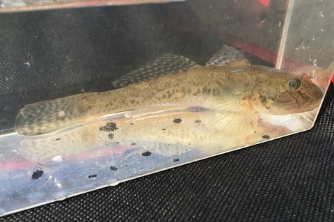 小樽 サビキの合間にハゼつり : Lure Fishing in Hokkaido