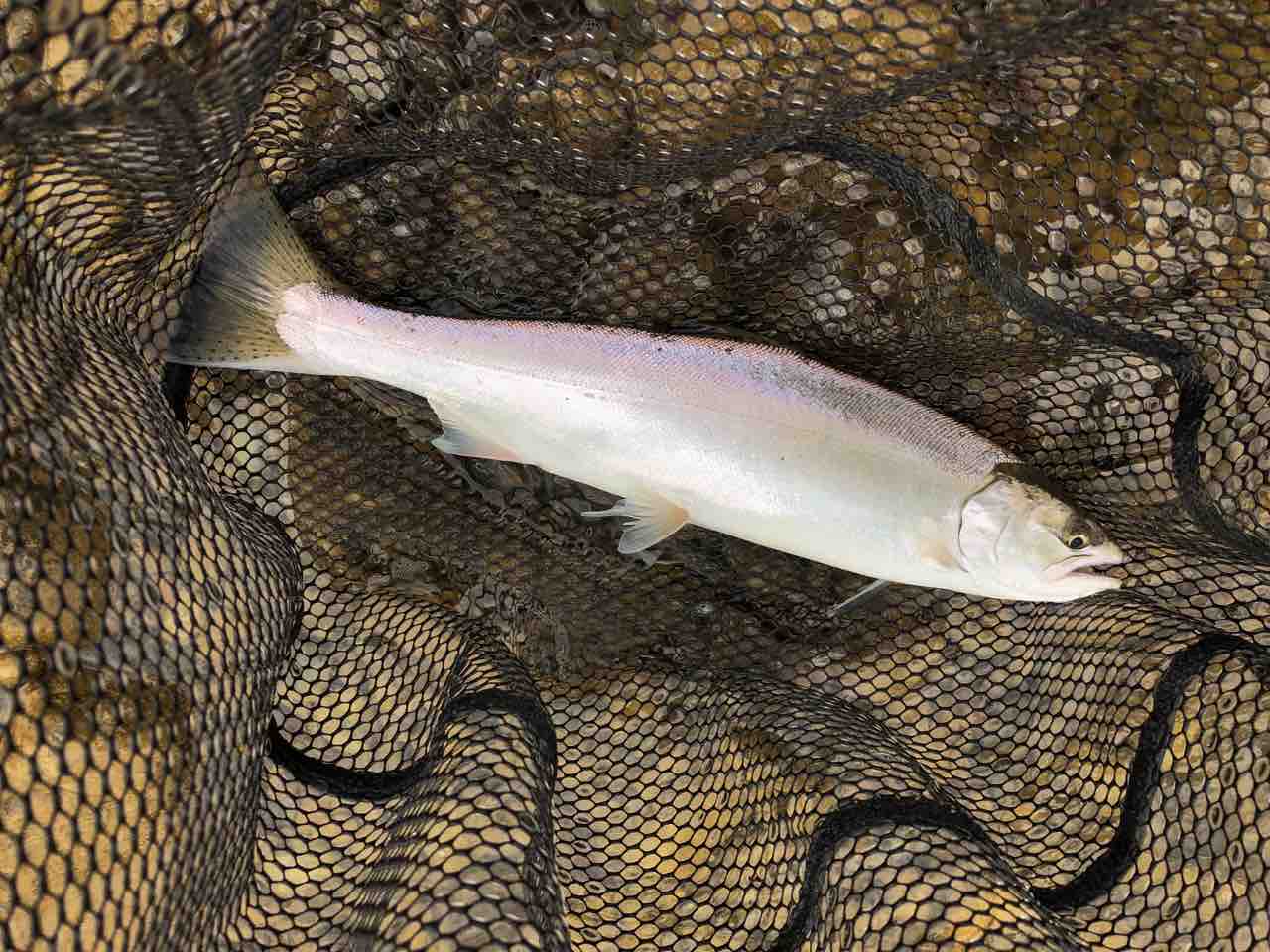 朱鞠内湖 : Lure Fishing in Hokkaido