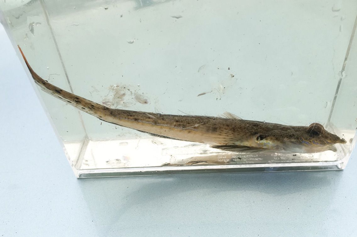 小樽港 : Lure Fishing in Hokkaido