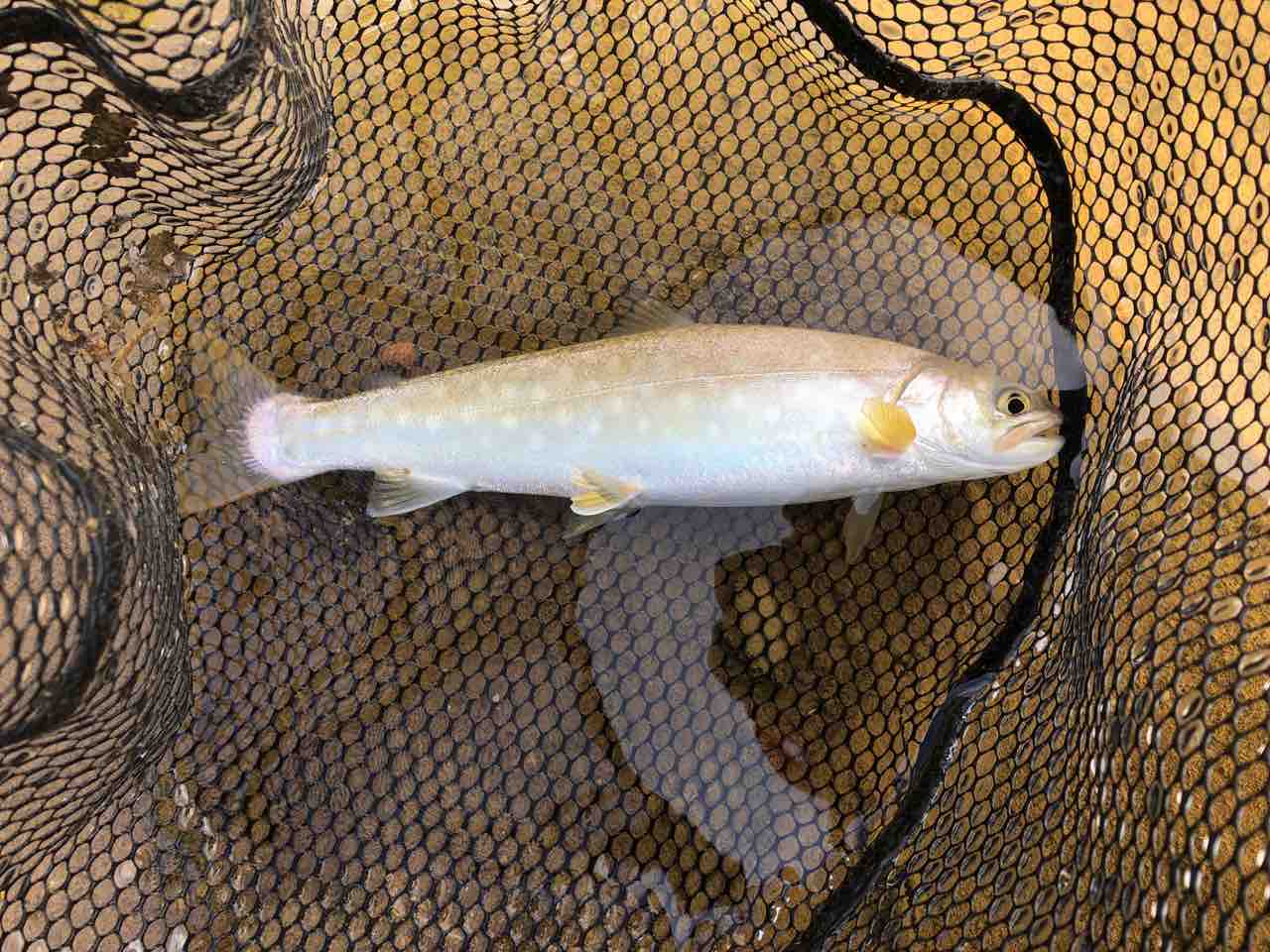 朱鞠内湖 : Lure Fishing in Hokkaido