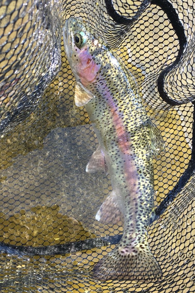 ビッグファイト松本 : Lure Fishing in Hokkaido