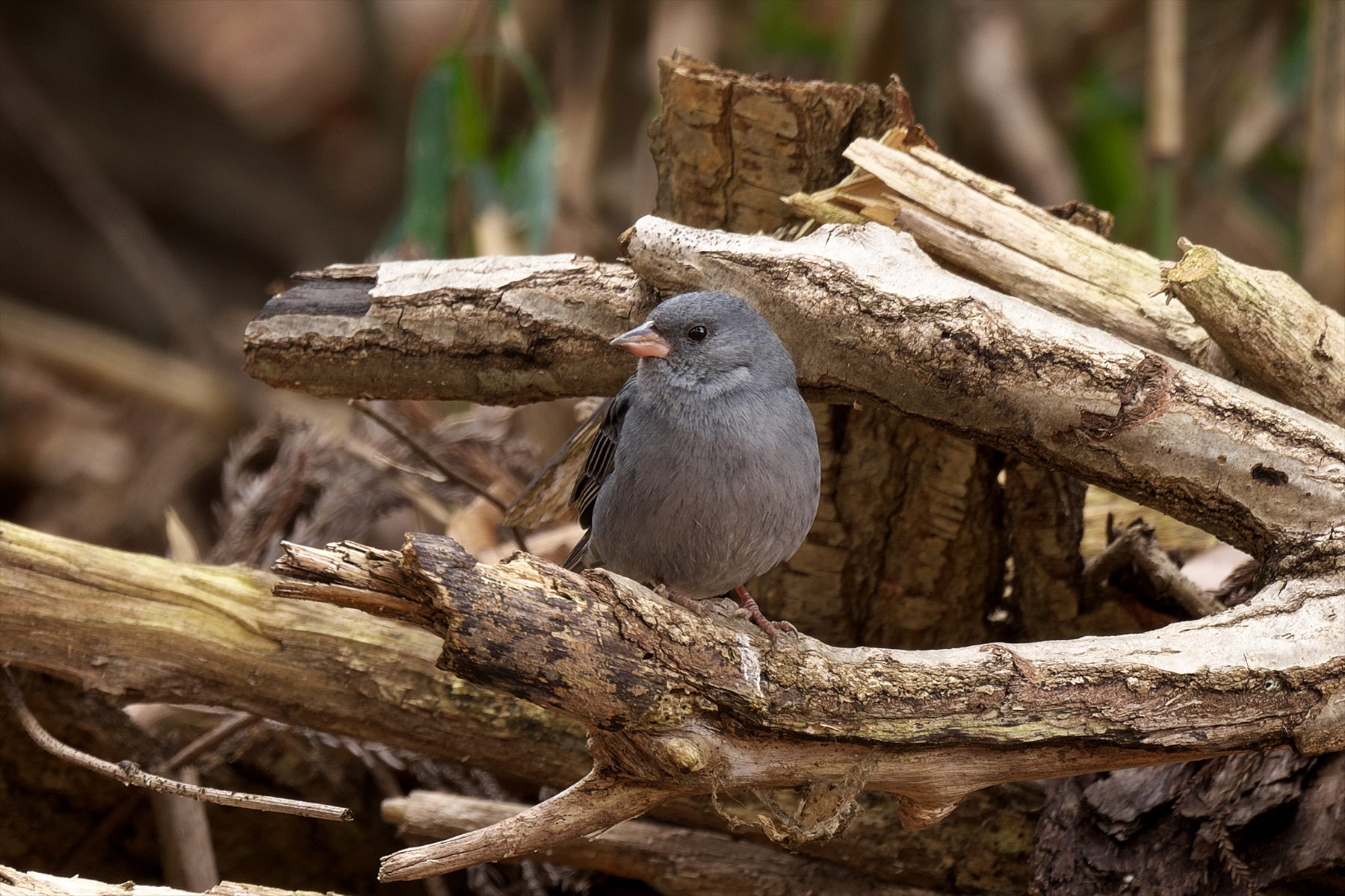 トーさんの野鳥撮記 春夏秋冬 : クロジ