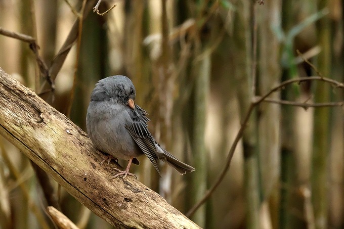トーさんの野鳥撮記 春夏秋冬 : クロジ