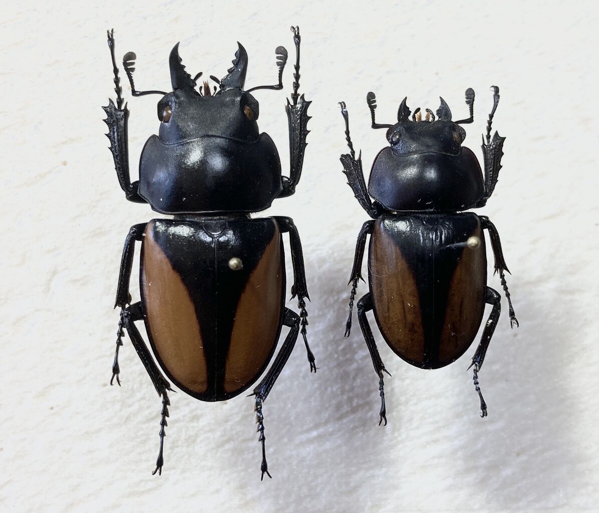 シミリスマルバネクワガタ : バックヤード🐞